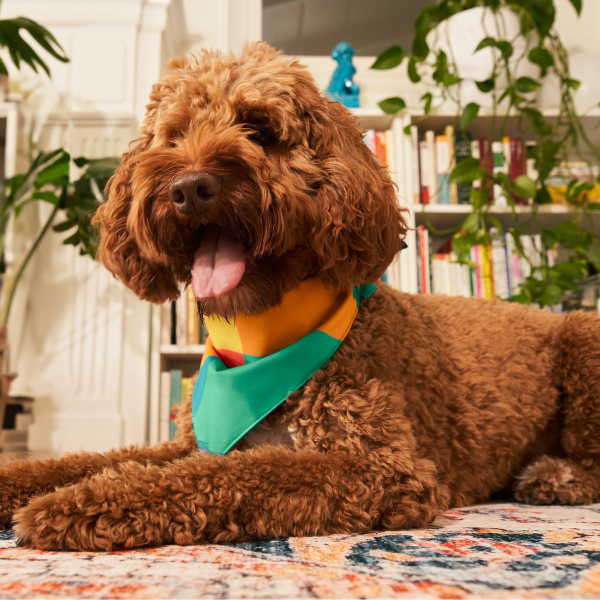 Clinically Proven Food for Dogs | Kismet